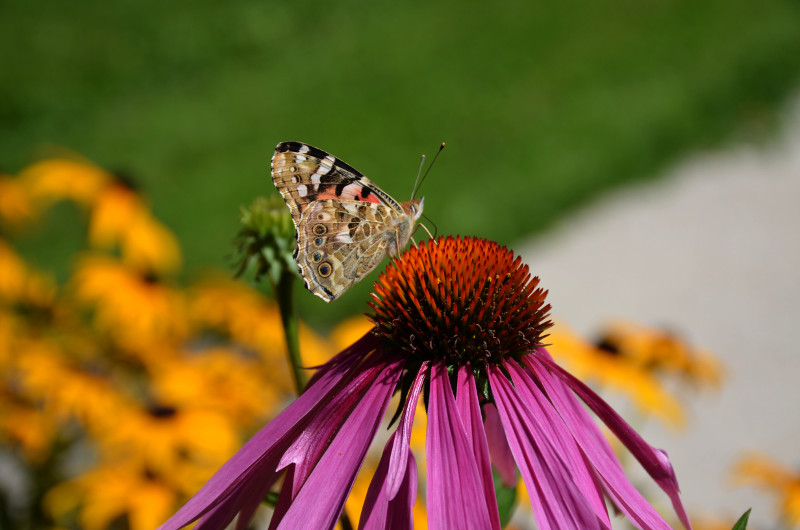 Gallery | Turistična kmetija Pr TIČ